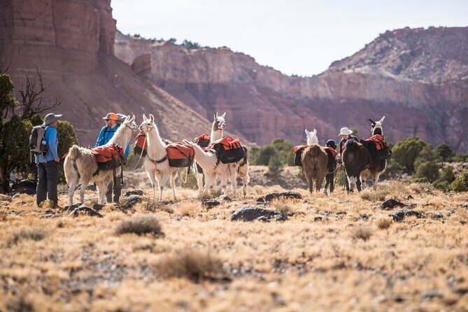 1-Hour Llama Hike Family Friendly and Fun - Is This Tour Right for You?