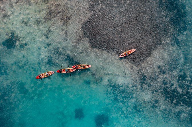 1 Hour Mangrove Kayak Tour - FAQ