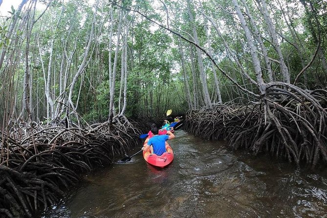 1 Hour Mangrove Tour From Lembongan with Kayak, Paddle, or Boat - Introduction