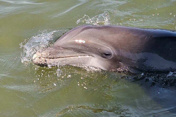 1 Hour Private Dolphin and Nature Tour - A Closer Look at the 1 Hour Private Dolphin and Nature Tour