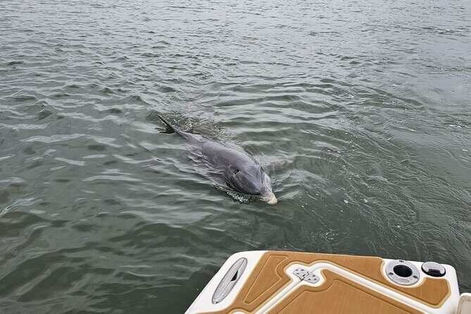 1 Hour Private Dolphin and Nature Tour - FAQ