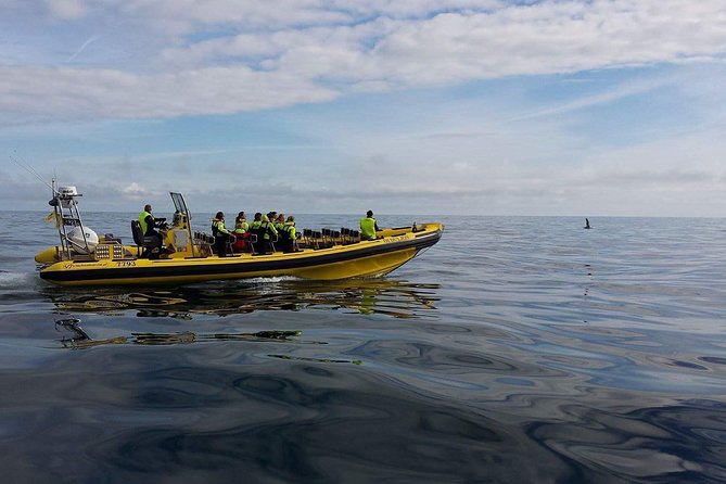 1-Hour Small Group Sightseeing Boat Tour in Vestmannaeyjar - Who Should Consider This Tour?