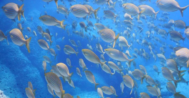 1-Hour Snorkeling Tour in Paraggi Bay, Portofino - Key Points