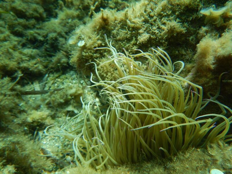 1-Hour Snorkeling Tour in Paraggi Bay, Portofino - Itinerary Breakdown: What to Expect