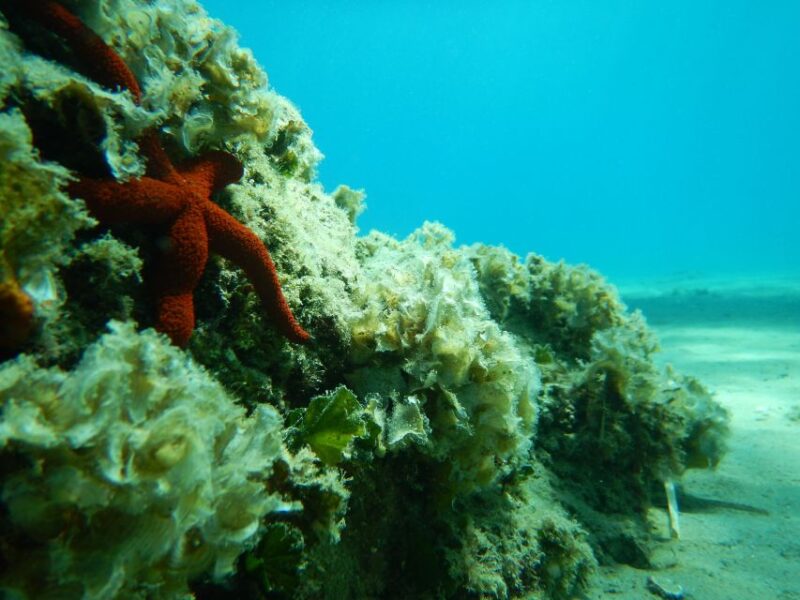 1-Hour Snorkeling Tour in Paraggi Bay, Portofino - The Experience from a Traveler’s Perspective