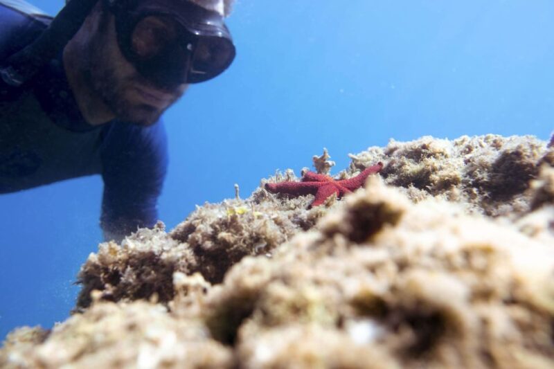 1-Hour Snorkeling Tour in Paraggi Bay, Portofino - Practical Tips for Travelers