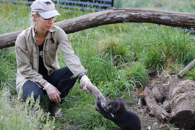 1-Hour Tasmanian Devil Feeding Day Tour at Cradle Mountain - What to Expect from the Tour