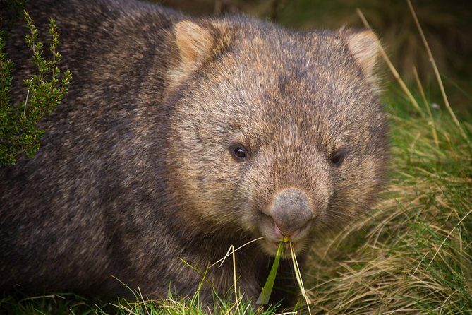 1-Hour Tasmanian Devil Feeding Day Tour at Cradle Mountain - Who Will Love This Tour?