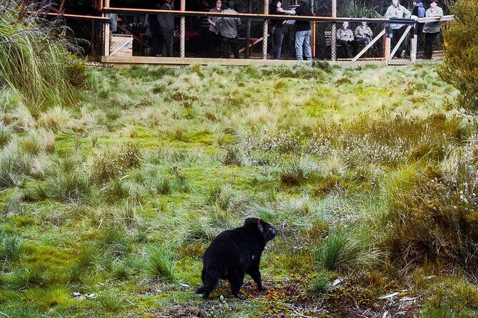 1-Hour Tasmanian Devil Feeding Day Tour at Cradle Mountain - The Sum Up