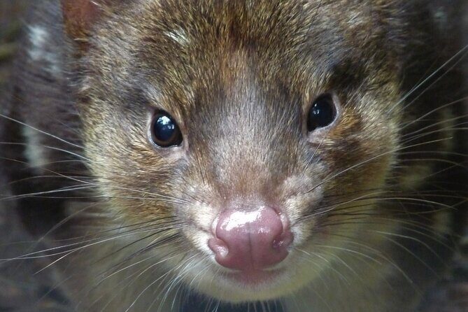1-Hour Tasmanian Devil Feeding Day Tour at Cradle Mountain - FAQs