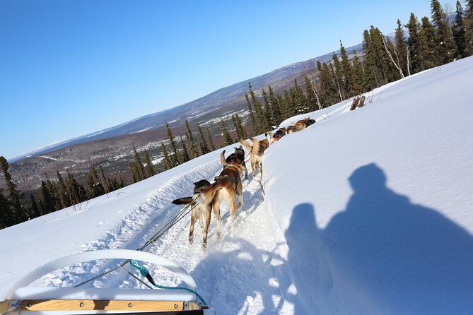1 hour Winter Dog Sledding in Fairbanks - Tips for Making the Most of Your Tour