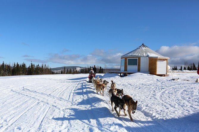 1 hour Winter Dog Sledding in Fairbanks - The Sum Up: Who Will Appreciate This Tour?