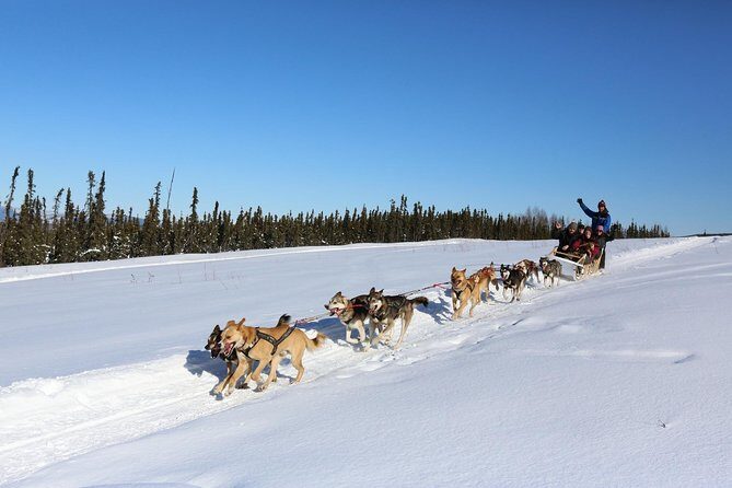 1-hr. Dog Sledding Tour in Fairbanks (without transportation) - The Authenticity and Quality of the Experience