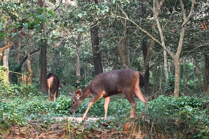 1 Night 2 Days Chitwan Jungle Safari Tour from Kathmandu - Who Should Consider This Tour?