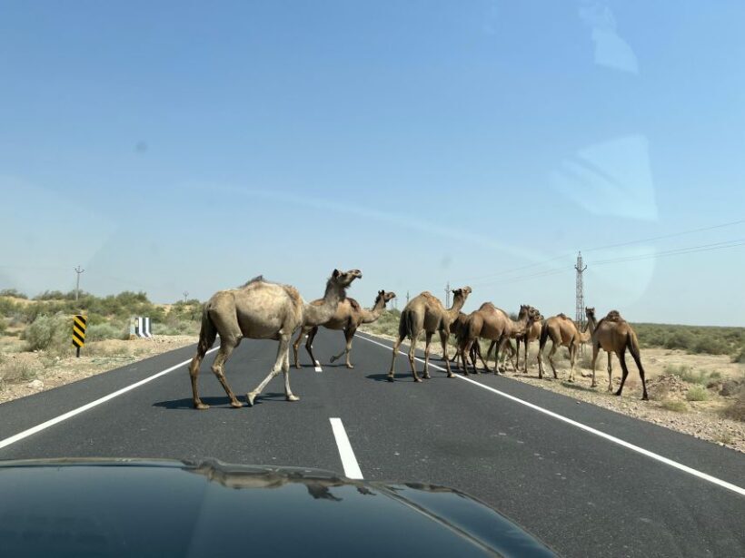 1 night 2 days Thar Desert Experience Jaisalmer - Key Points