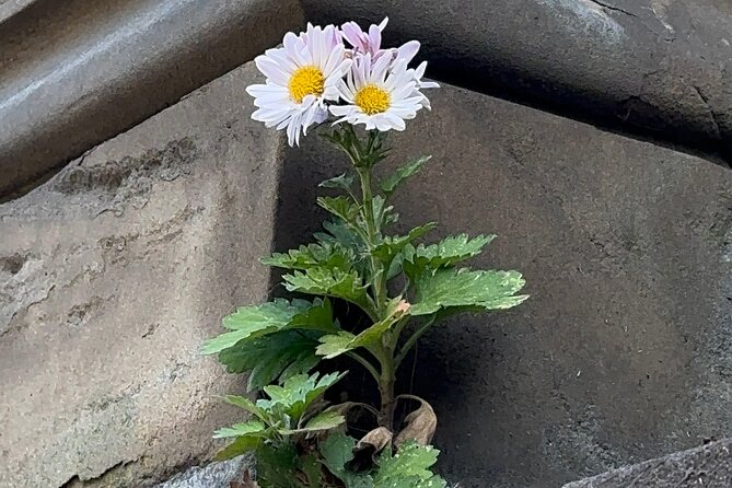 1 or 2 hour Central Park Pedicab Tour. - Final Thoughts