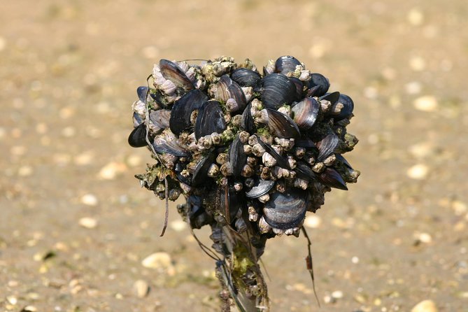 1 or 2 Hour Speed Boat Tour - Ria Formosa - Guests Appreciation
