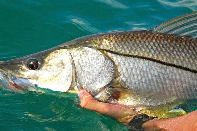 #1 Recommended Family Friendly Guided Fishing Charter Service - The Itinerary in Detail