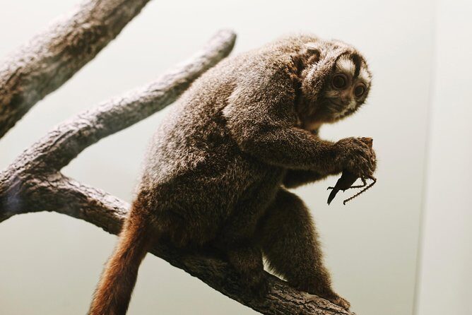 #1 Smithsonian Natural History + American History Museum Tour - FAQ