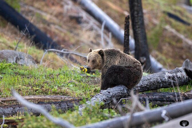 #1 Special Yellowstone Hot Spots Lower Loop From Cody Wy! - Why This Tour Works
