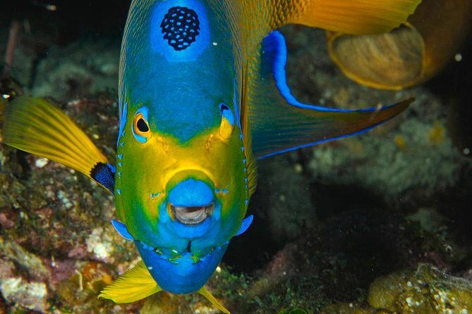 1 Tank Dive for certified divers - What You Can Expect from the Tour