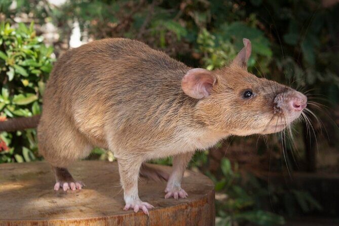 10 Day Ethical Animals Tour Where the Wild Things Roam - Who Is This Tour Best Suited For?
