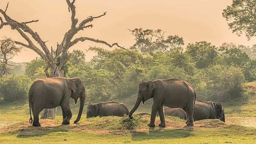10-Day Tour in Galle, Yala, Ella, & Sigiriya with Train Ride - From Nuwara Eliya to Kandy via Tea Factory