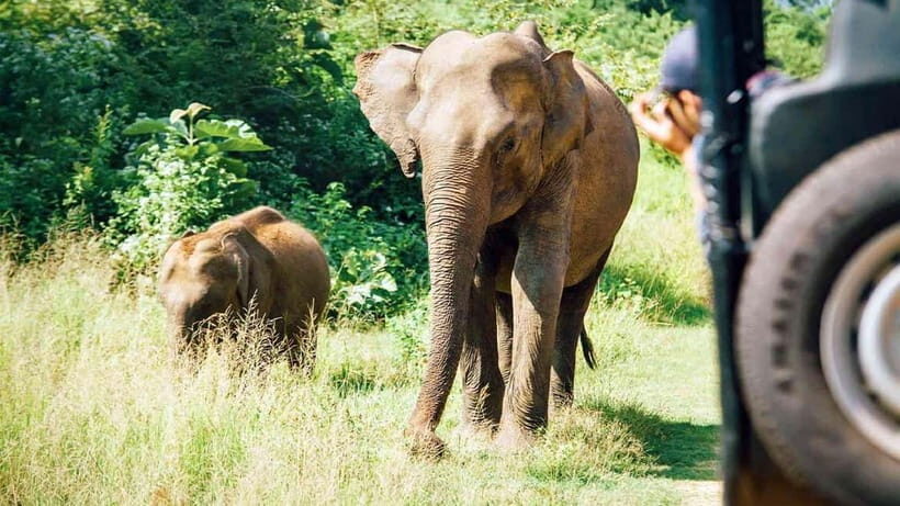 10-Day Tour in Galle, Yala, Ella, & Sigiriya with Train Ride - Pidurangala, Dambulla & Village Safari