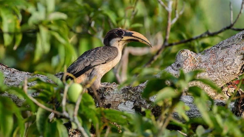 10-Day Tour in Galle, Yala, Ella, & Sigiriya with Train Ride - Wrapping Up: Departure Day