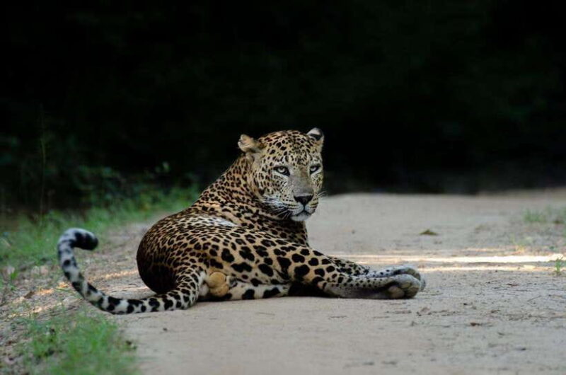 10-Day Wild Life Sri Lanka Tour - Practical Considerations