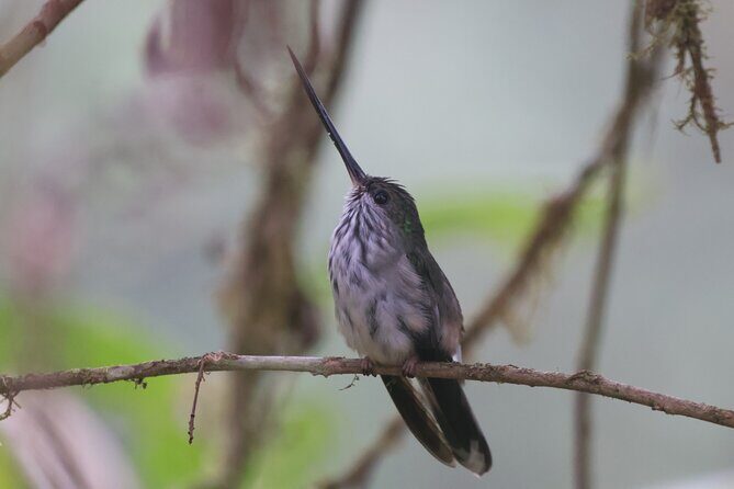 10 Days Birding Photo tour from Andes to Amazon of Ecuador - Introduction