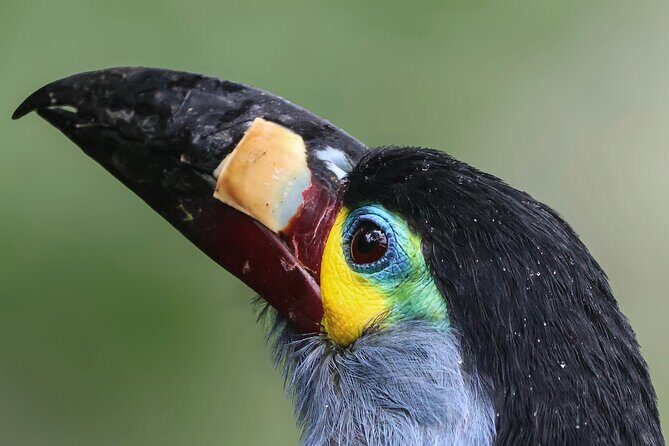 10 Days Birding Photo tour from Andes to Amazon of Ecuador - An In-Depth Look at the Tour Experience