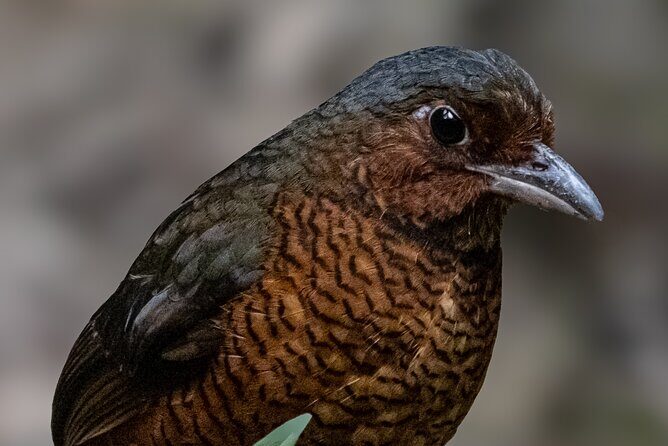 10 Days Birding Photo tour from Andes to Amazon of Ecuador - Transportation & Logistics