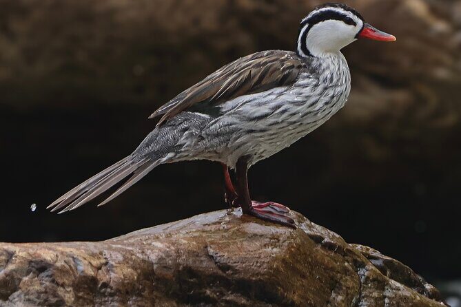 10 Days Birding Photo tour from Andes to Amazon of Ecuador - Pricing & Value
