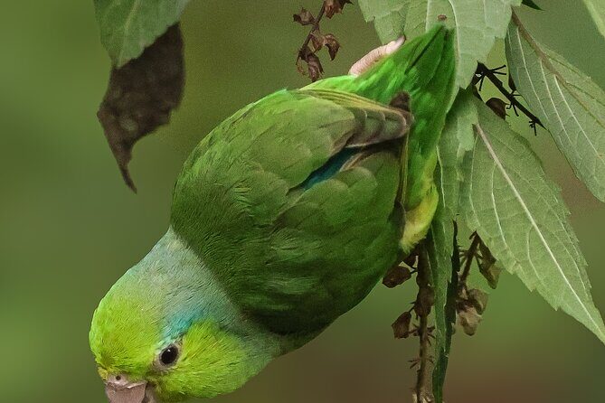 10 Days Birding Photo tour from Andes to Amazon of Ecuador - Who This Tour Is Best For