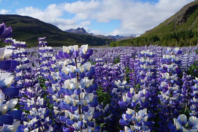 10 Days Iceland Ring Road In-depth Private Tour - Frequently Asked Questions