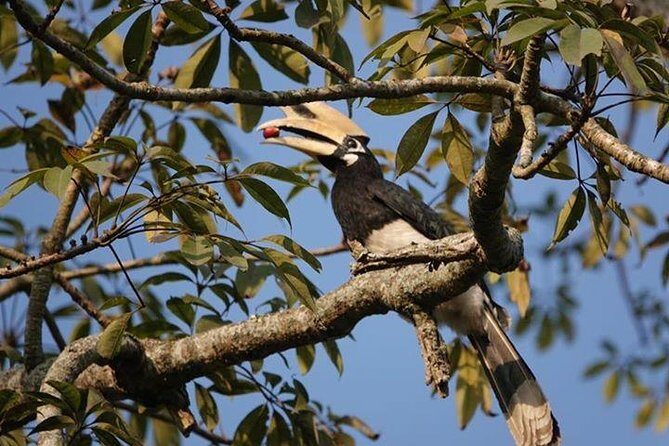 10 Days Kathmandu Chitawan Pokhara Tour with Dhampus Trek - FAQ