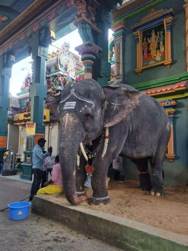 10 Days Private Car and Driver Tour of Tamilnadu & Kerala !! - What’s Included and What to Budget for