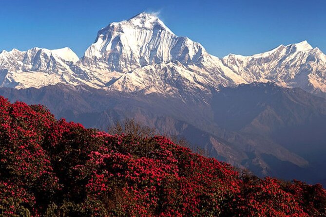 10 Days Private Guided Annapurna Basecamp Trek via Poon Hill - What Makes This Tour Stand Out?