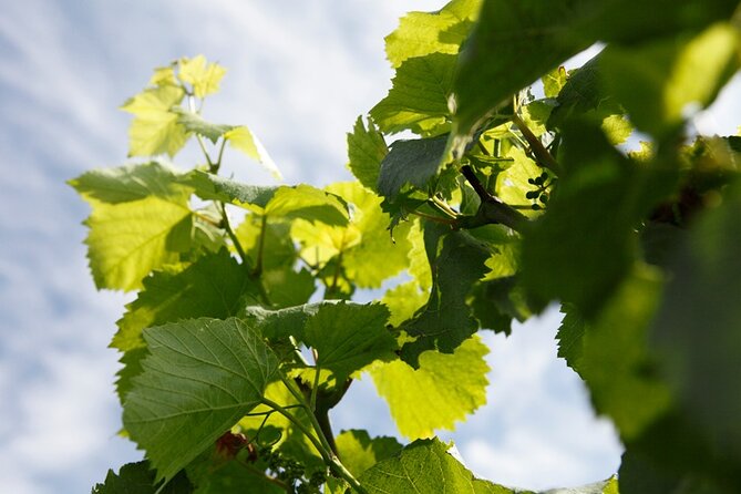 100% Champagne LOVER Tour:1 Iconic house visit+3 tastings & Lunch - Who Should Consider This Tour?