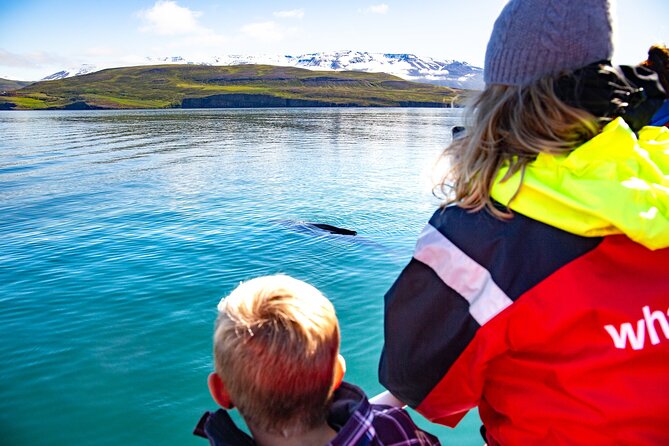100% Whale Watching - A Look at Icelands Whale Watching From Hauganes