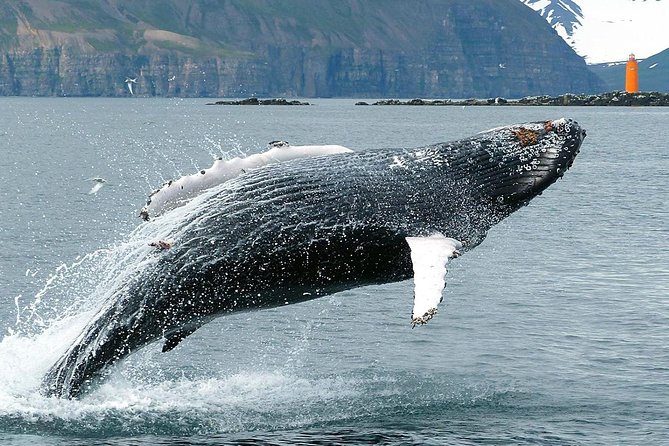 100% Whale Watching - The Value of the Experience