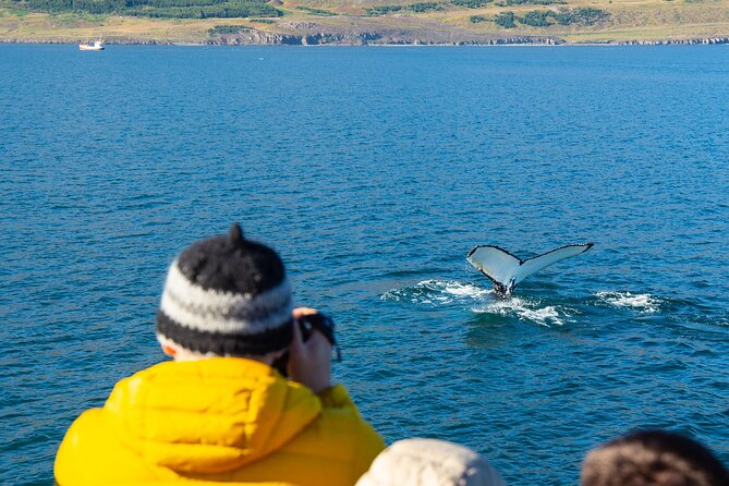 100% Whale Watching - Final Thoughts: Is This Tour for You?