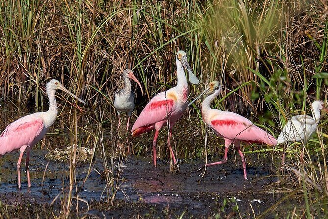 10,000 Islands Boat Tour + Naturalist Led Walk in the Everglades! - Final Thoughts: Who Should Book This Tour?