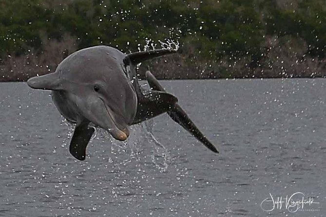 10,000 Islands Excursion Small-Group 3.5 Hour Dolphin & Shelling Boat Tour - Frequently Asked Questions