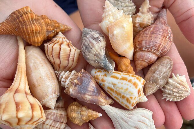 10,000 Islands Shelling Trip Marco Island FL - A Close Look at the Experience
