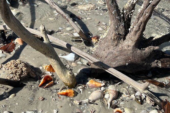 10,000 Islands Shelling Trip Marco Island FL - Authentic Experiences and What Travelers Say