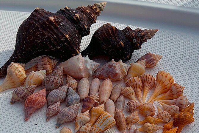 10,000 Islands Shelling Trip Marco Island FL - FAQs