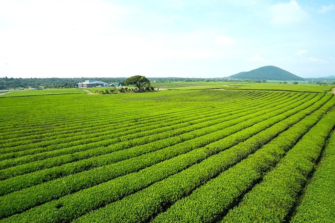 10day Small Group Discover Korea Tour : History, Food and Culture - Final Thoughts