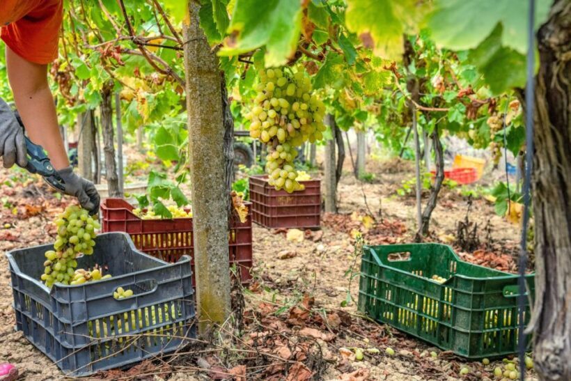 11 Course Lunch, Wine Tasting & Cooking Mastery in Rhodes - Introduction